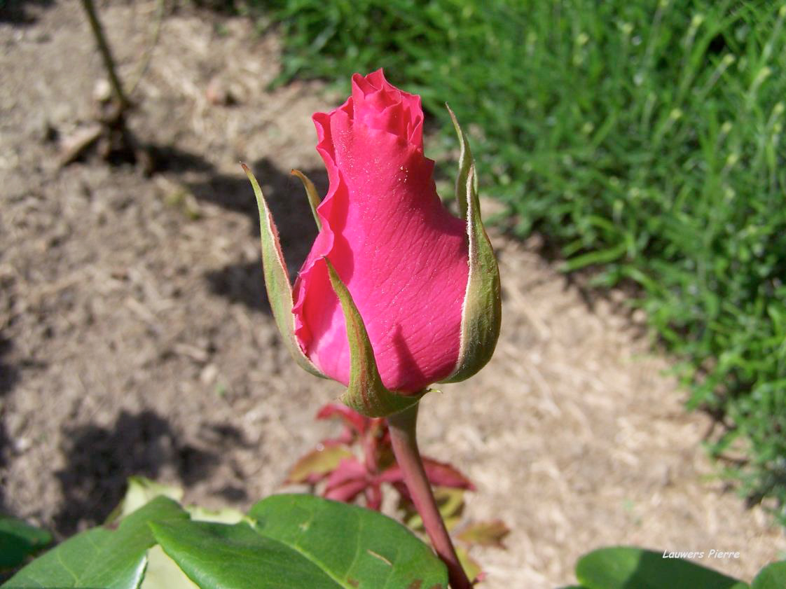 The McCartney Rose - Jardins des Roses