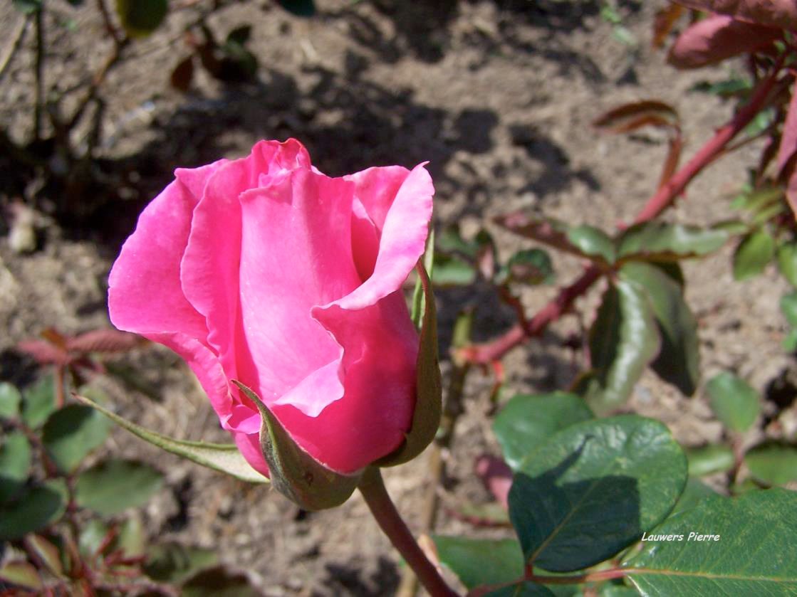 The McCartney Rose - Jardins des Roses