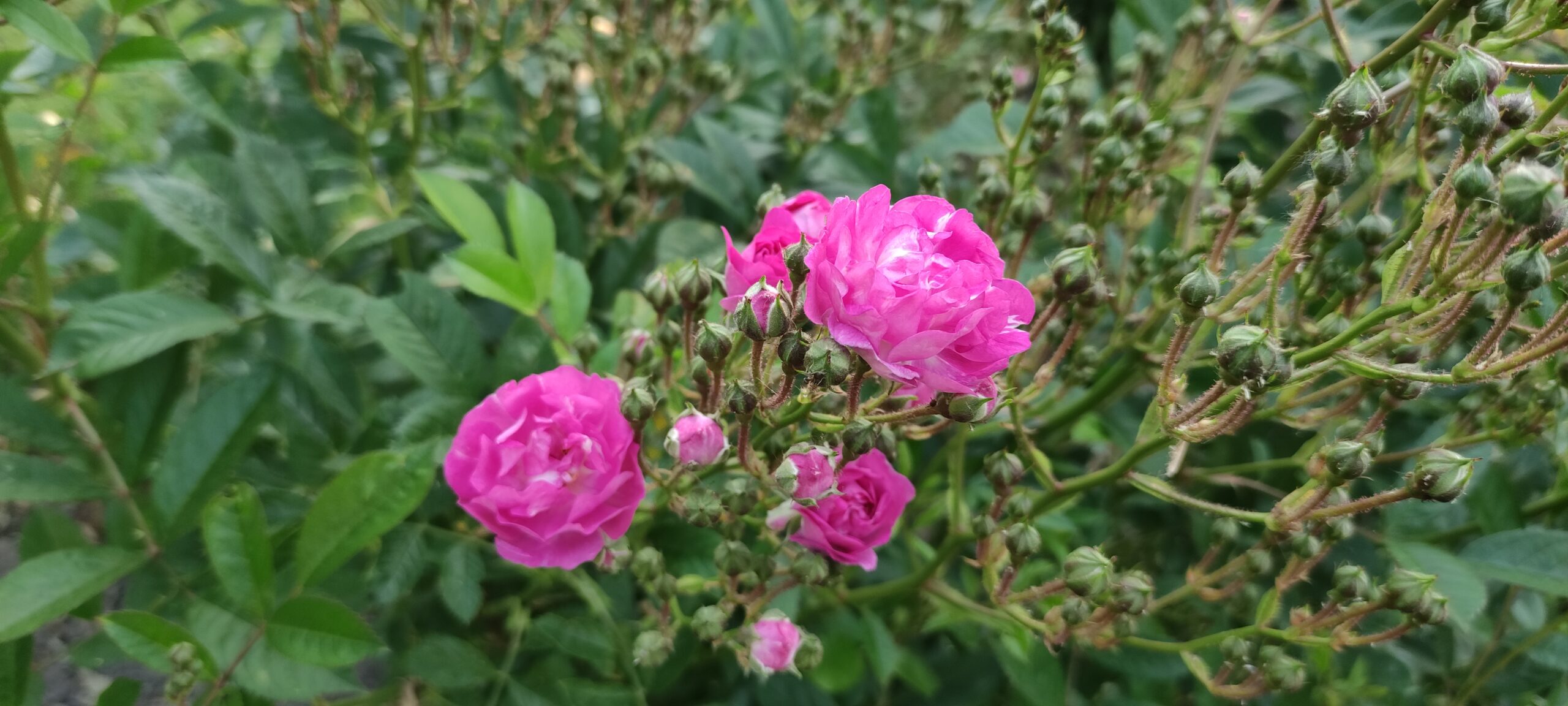 362 64 Jardins Des Roses 362 64 Jardins Des Roses
