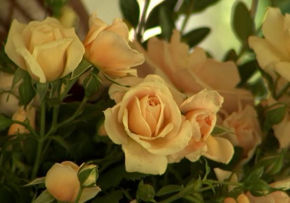 Reportage ACTV "Le Roeulx : le baptême d'une rose" - Jardins des Roses